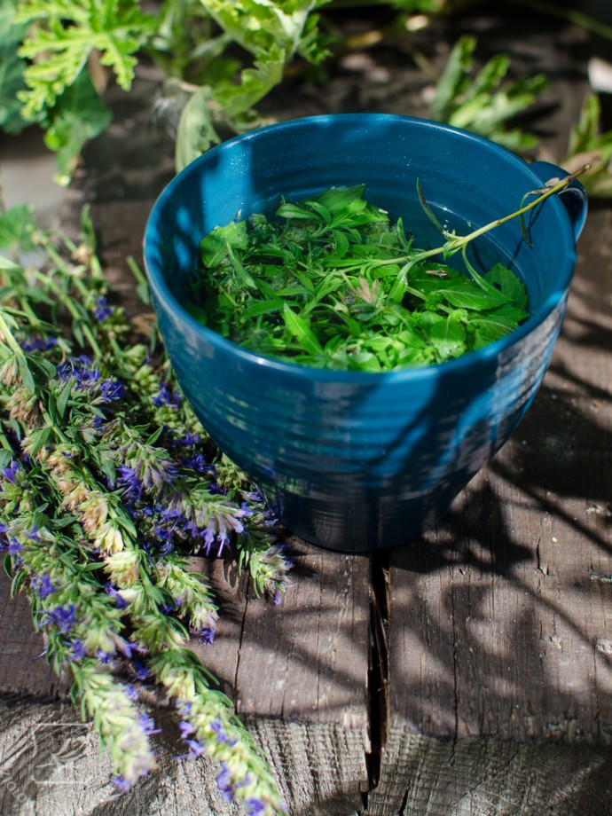 Hyżop lekarski – właściwości, zastosowanie i przeciwwskazania