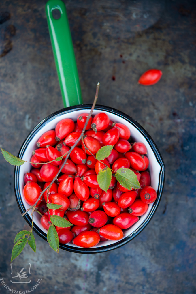 Dzika róża – kiedy zbierać owoce dzikiej róży? - Klaudyna Hebda Blog