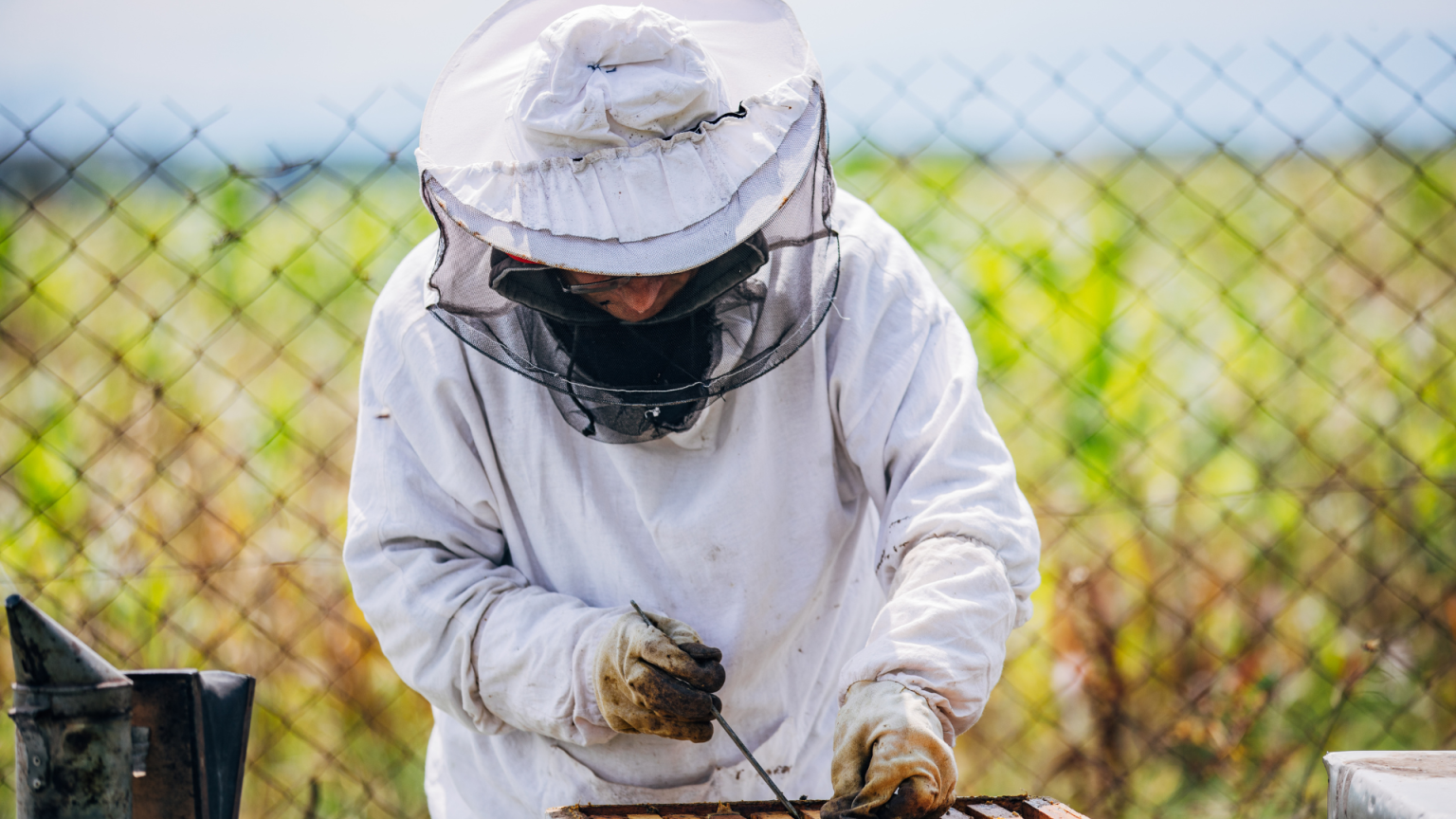 Co Cię gryzie – kompletny przewodnik po ukąszeniach i użądleniach ...
